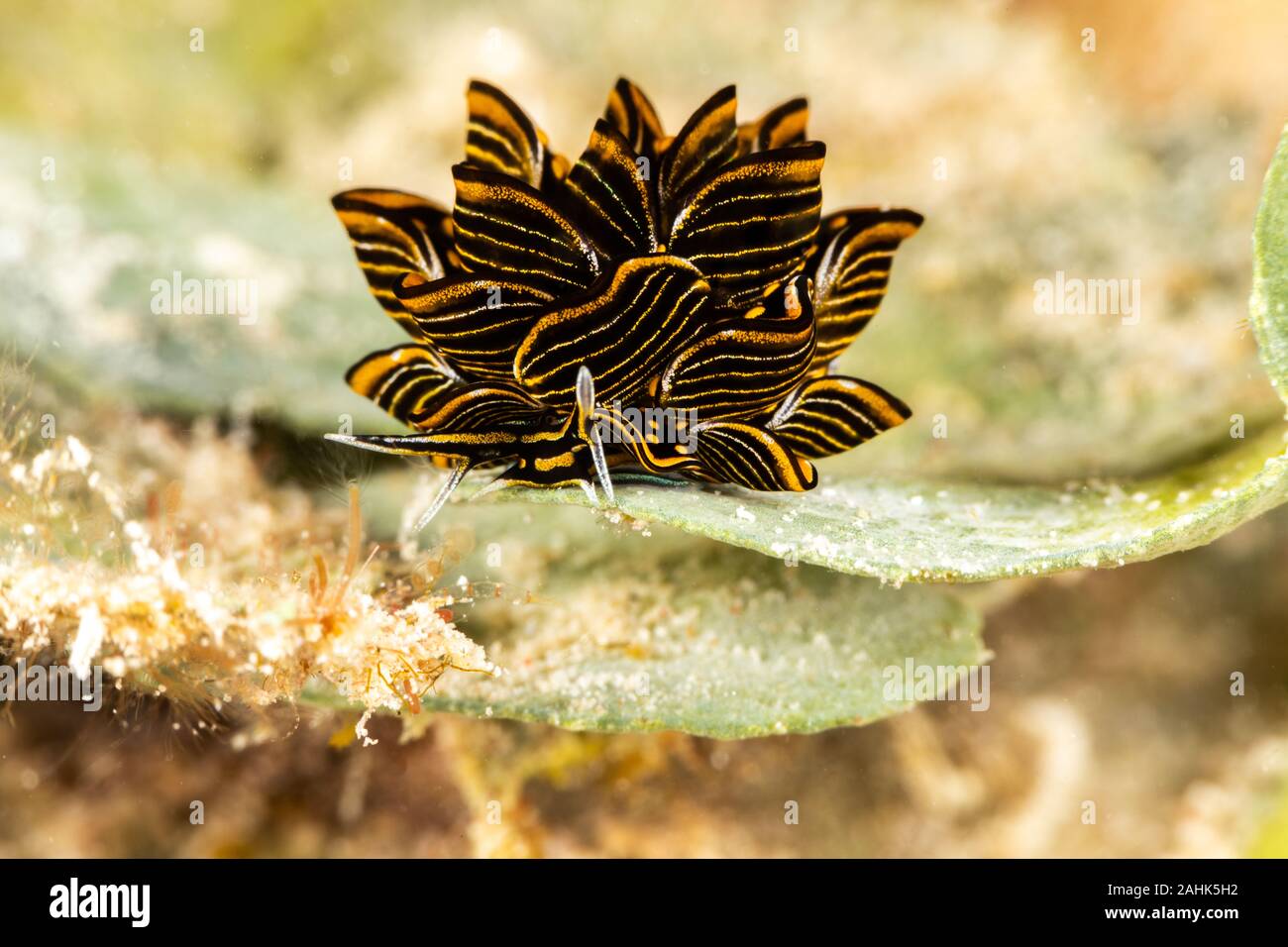 Butterfly nudibranch hi-res stock photography and images - Alamy