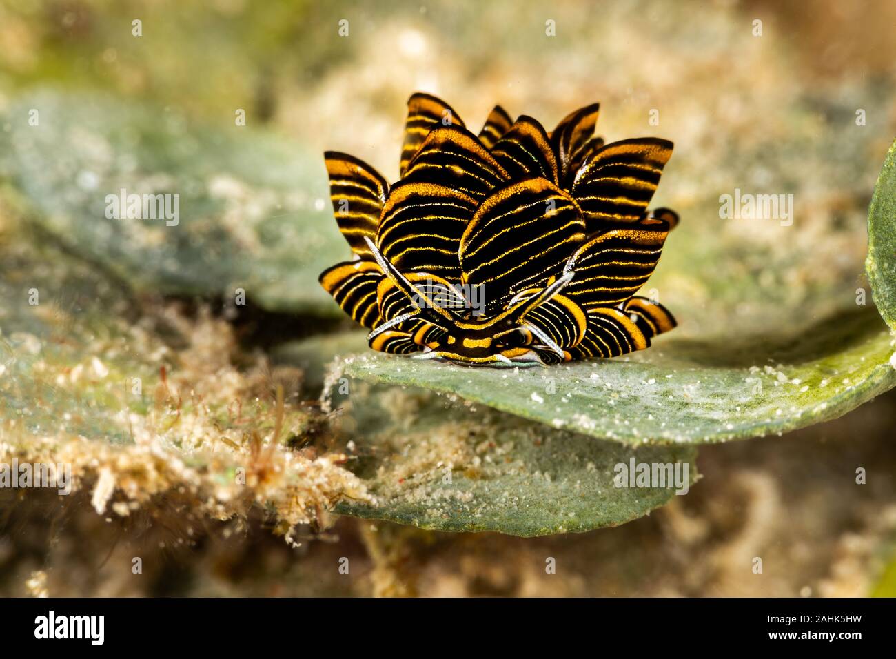 Black Linded Sapsucking Slug , Cyerce nigra Stock Photo - Alamy