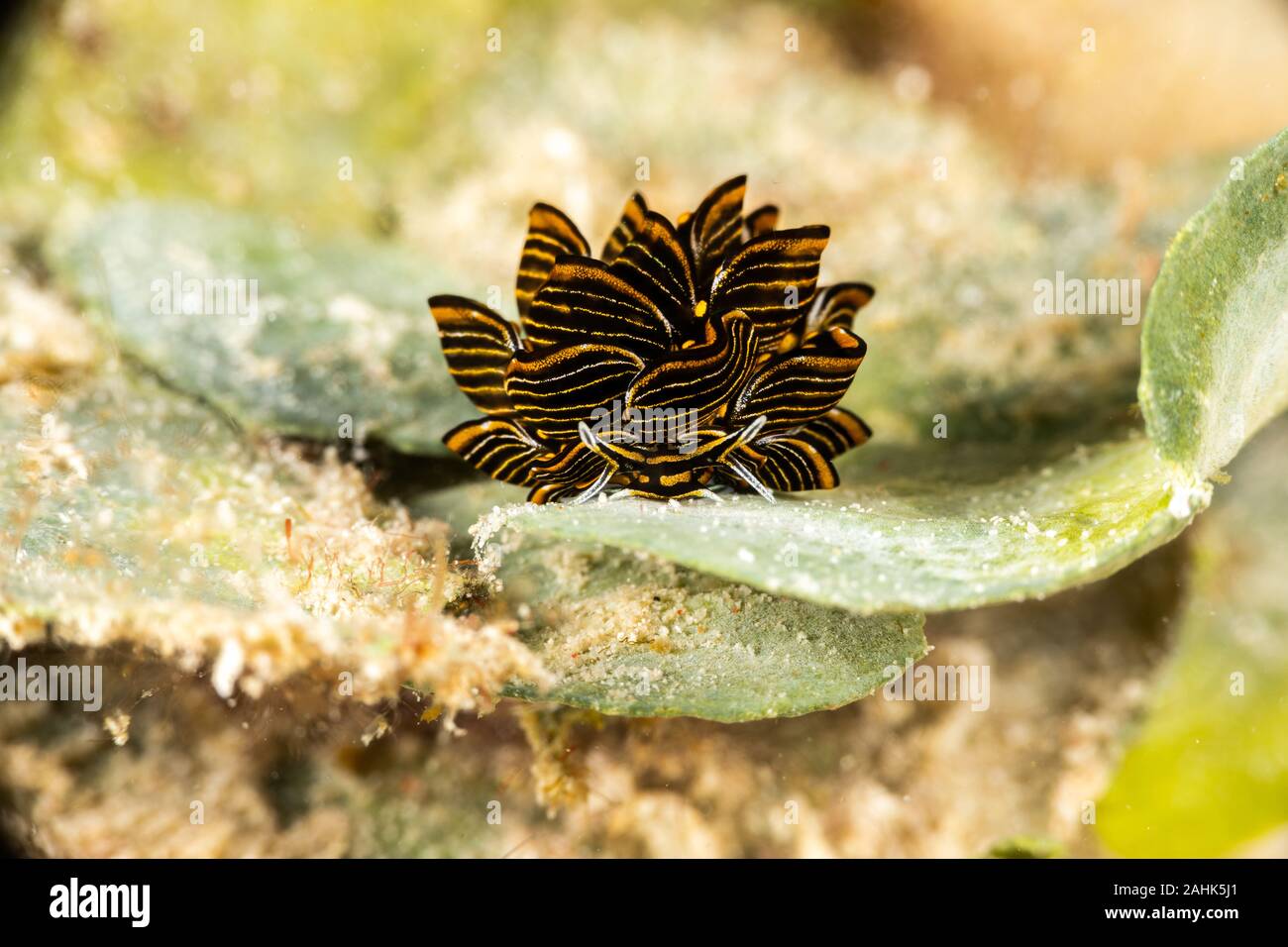 Black Linded Sapsucking Slug , Cyerce nigra Stock Photo - Alamy