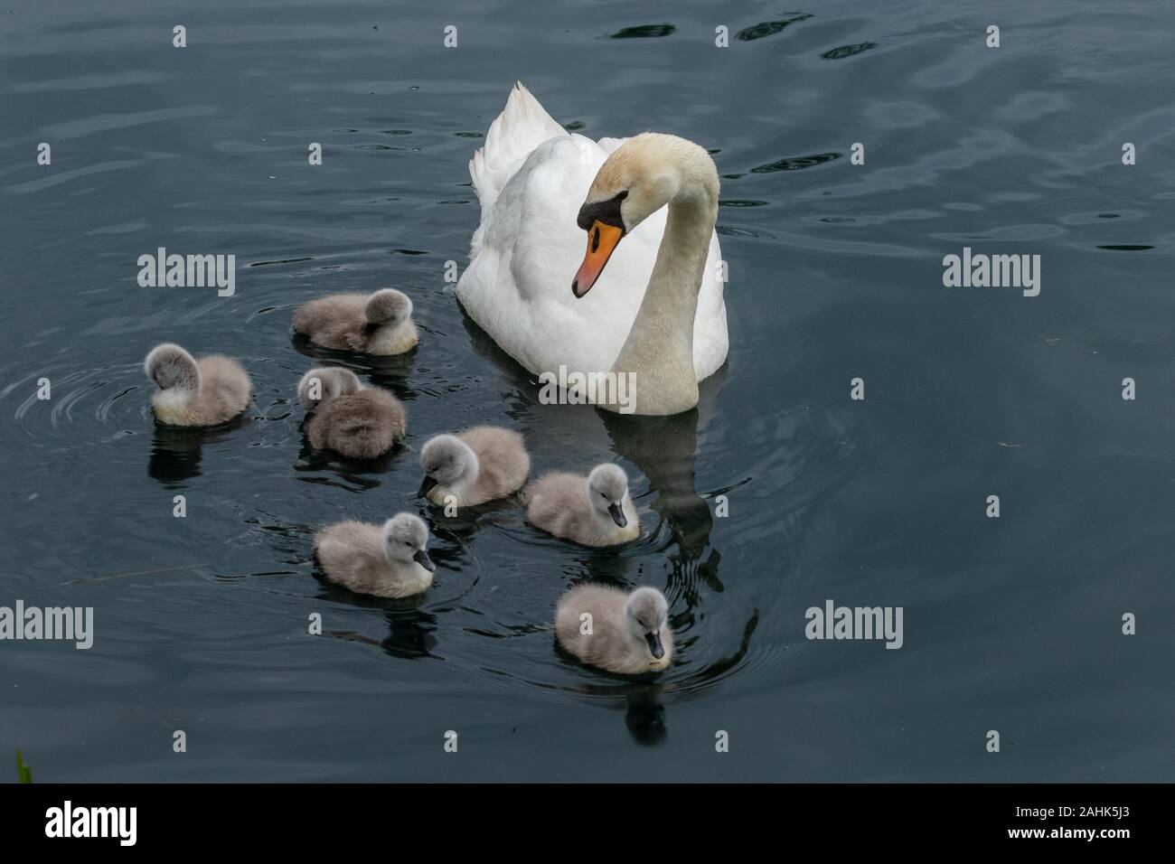 Large clutch of cygnets hi-res stock photography and images - Alamy