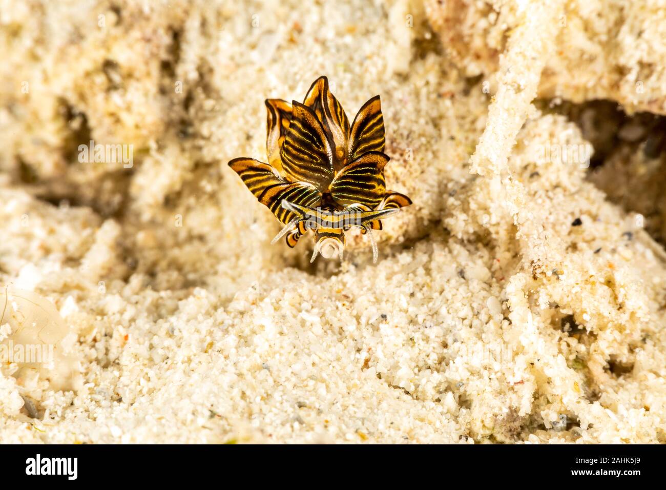 Black Linded Sapsucking Slug , Cyerce nigra Stock Photo - Alamy
