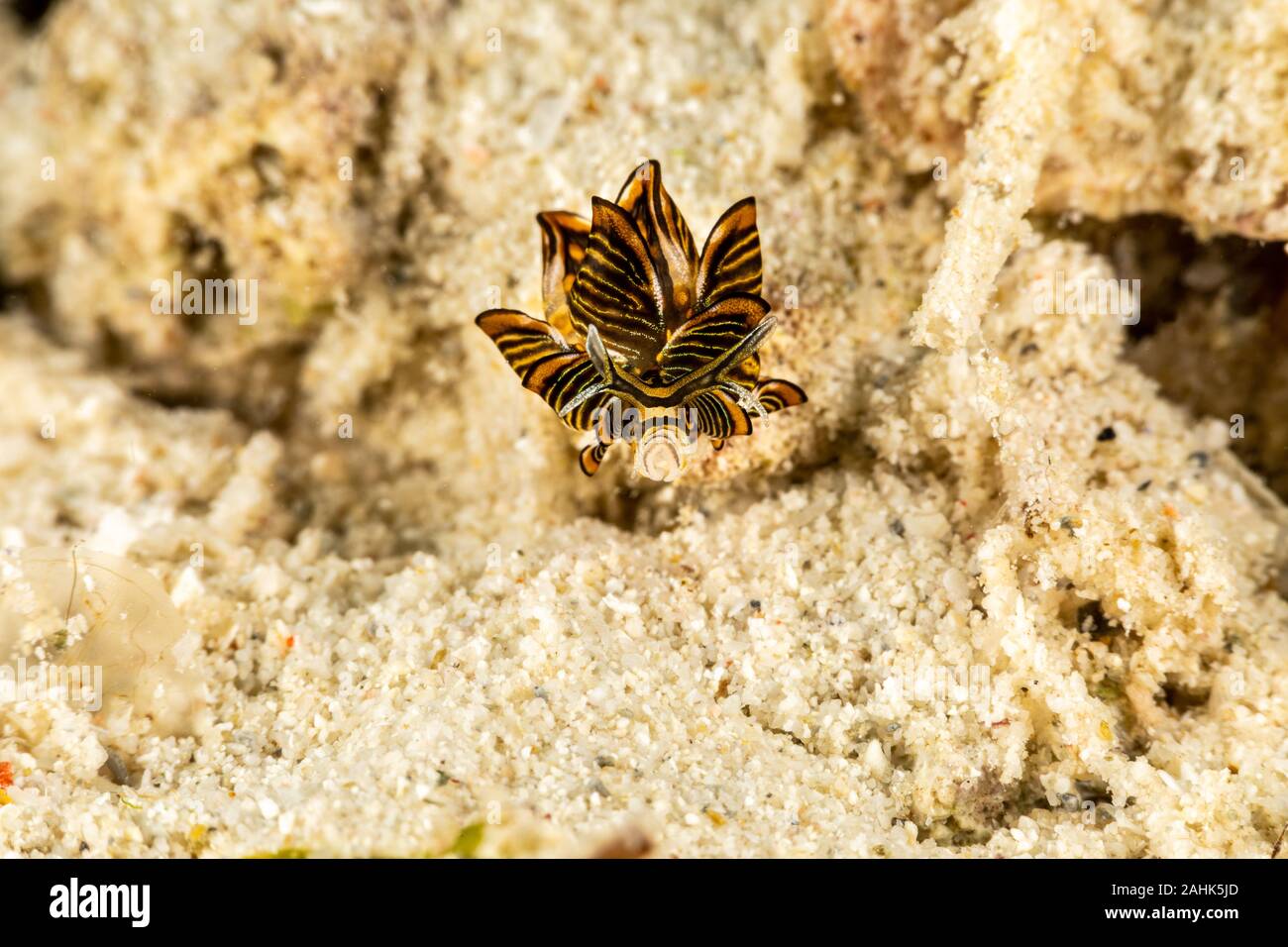 Black Linded Sapsucking Slug , Cyerce nigra Stock Photo - Alamy