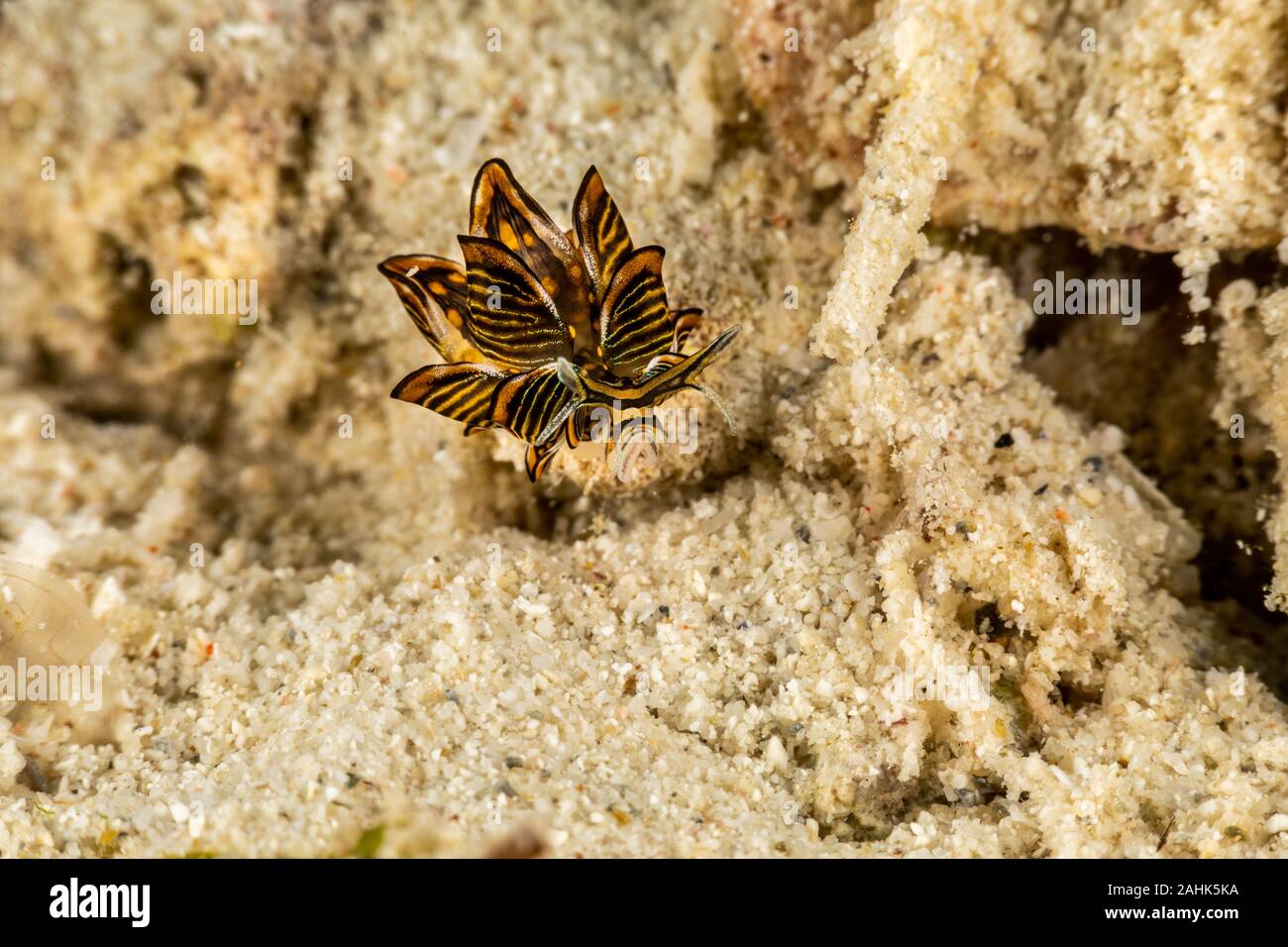Black Linded Sapsucking Slug , Cyerce nigra Stock Photo - Alamy