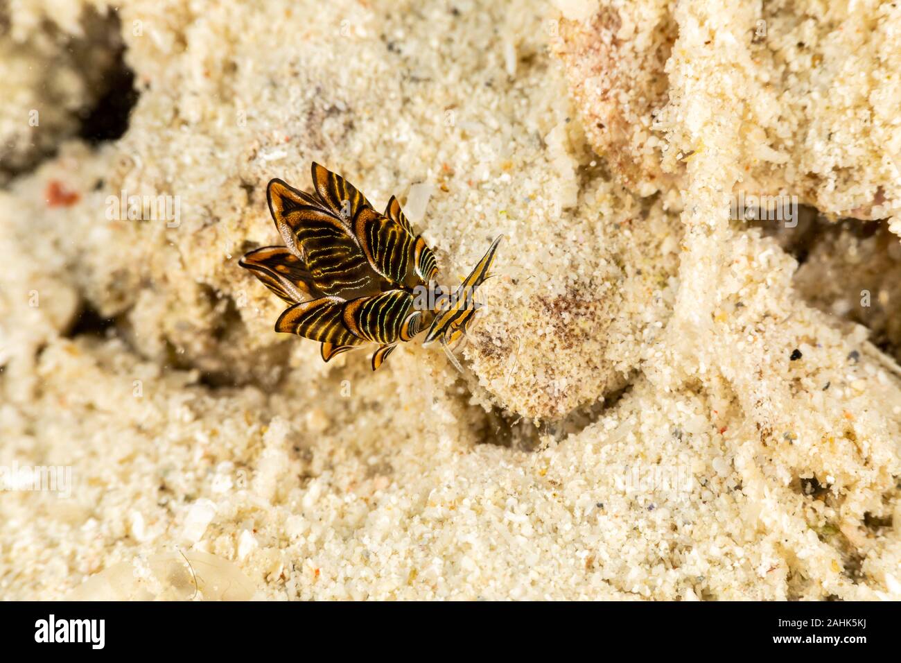 Black Linded Sapsucking Slug , Cyerce nigra Stock Photo - Alamy