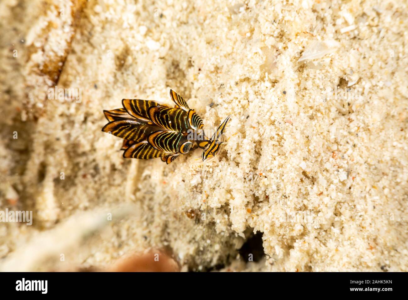 Black Linded Sapsucking Slug , Cyerce nigra Stock Photo - Alamy
