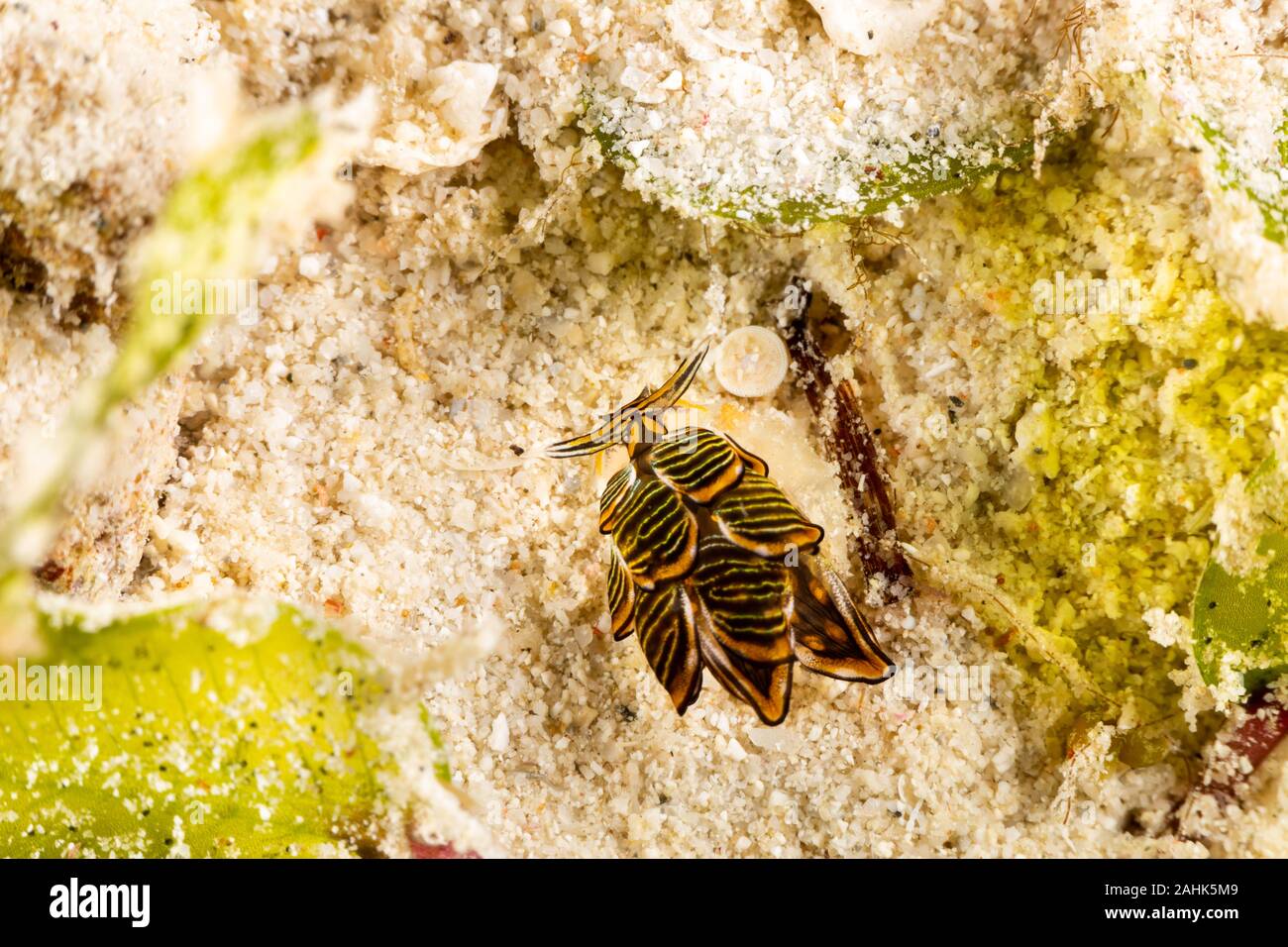 Black Linded Sapsucking Slug , Cyerce nigra Stock Photo - Alamy