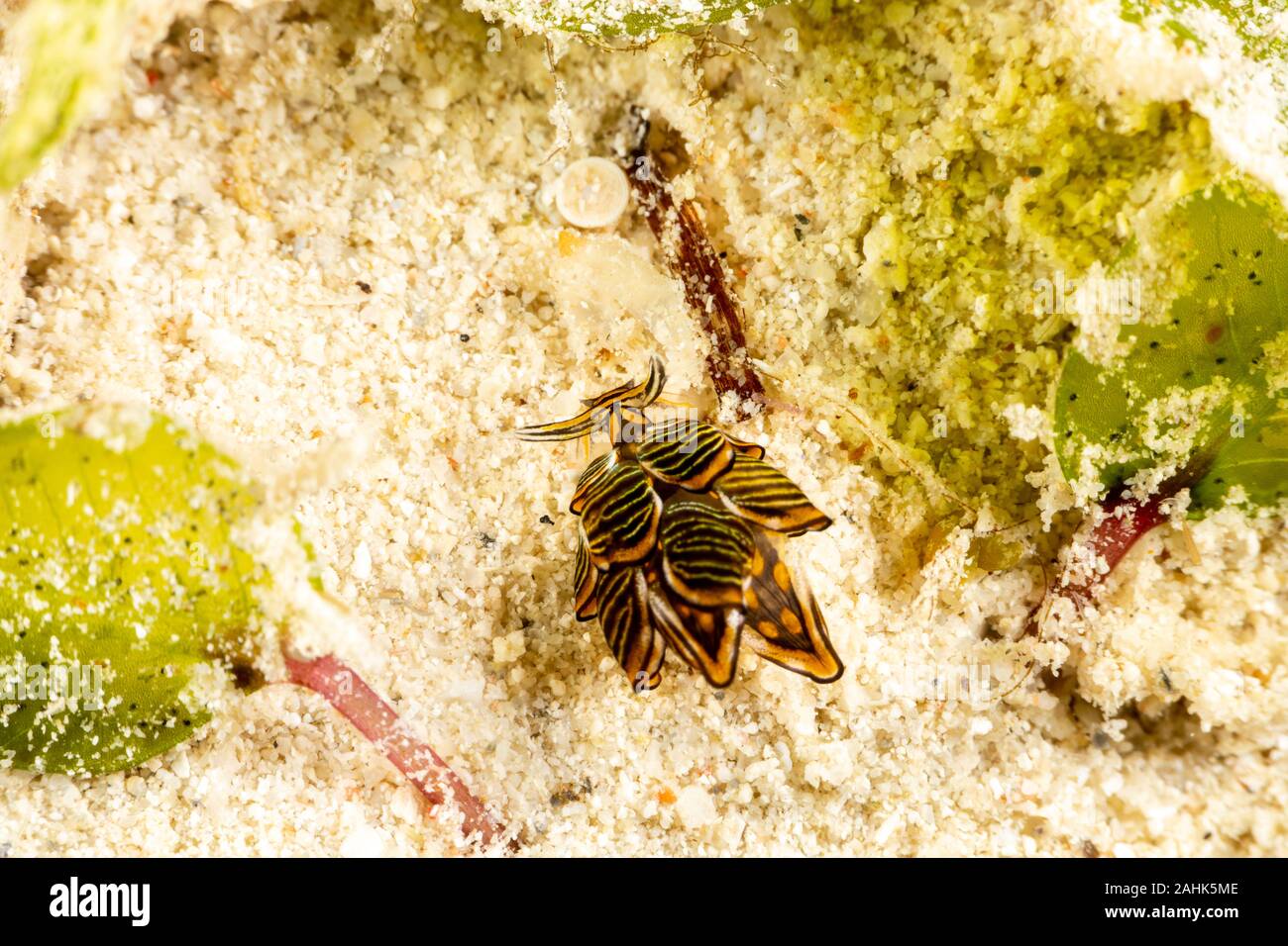 Black Linded Sapsucking Slug , Cyerce nigra Stock Photo - Alamy