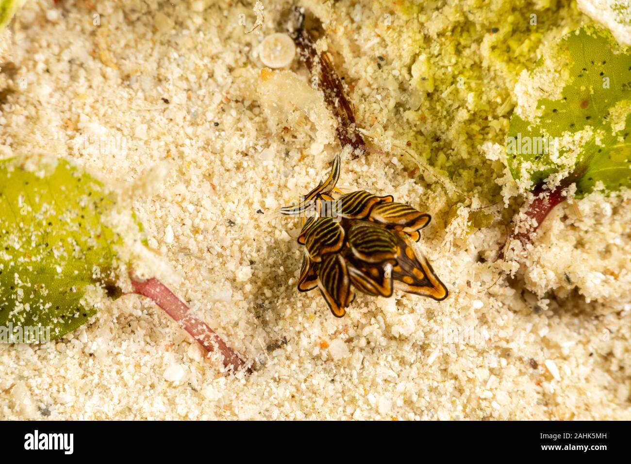 Black Linded Sapsucking Slug , Cyerce nigra Stock Photo - Alamy