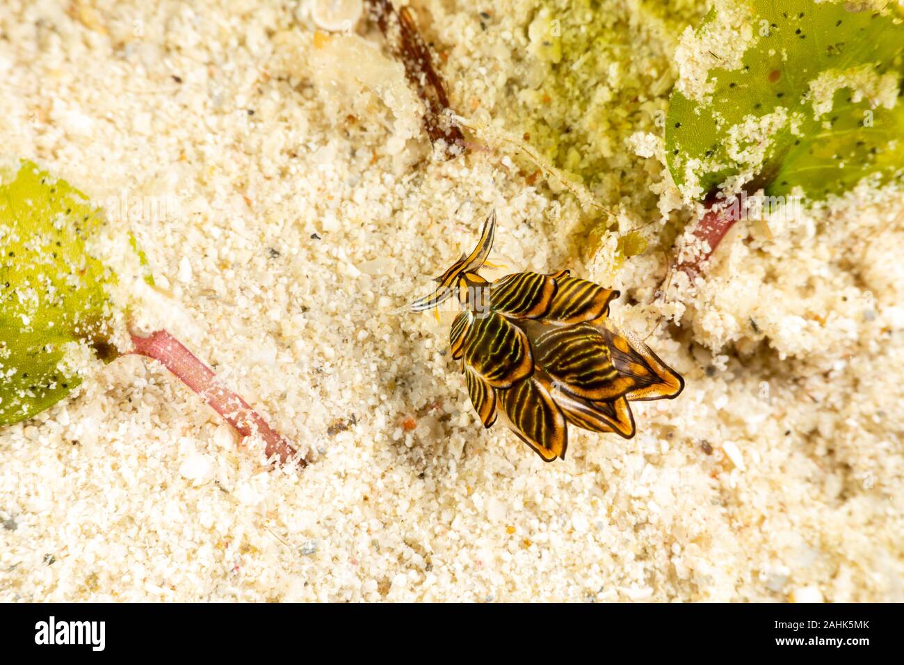 Black Linded Sapsucking Slug , Cyerce nigra Stock Photo - Alamy