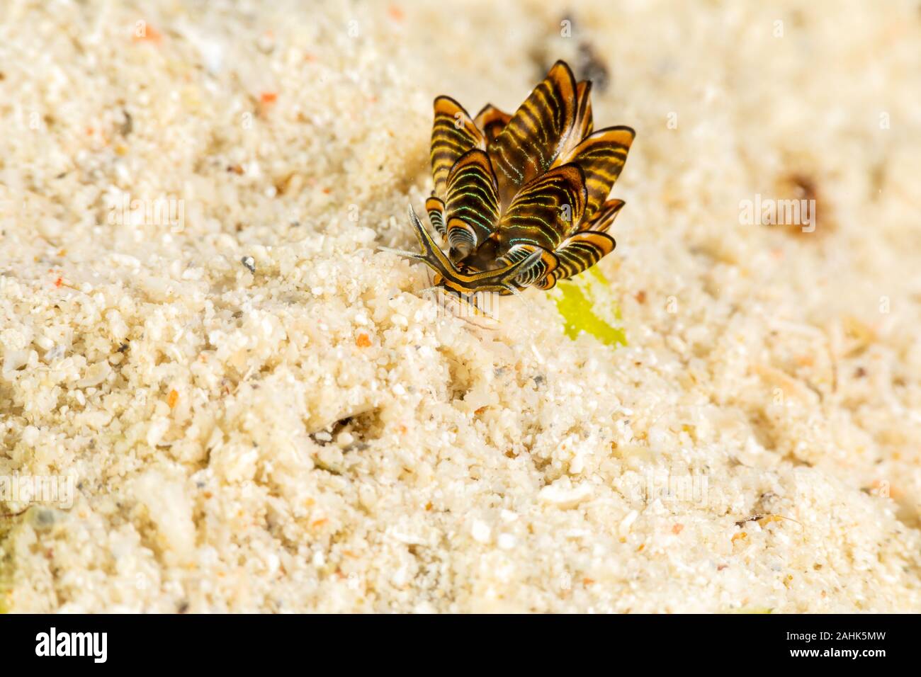 Black Linded Sapsucking Slug , Cyerce nigra Stock Photo - Alamy