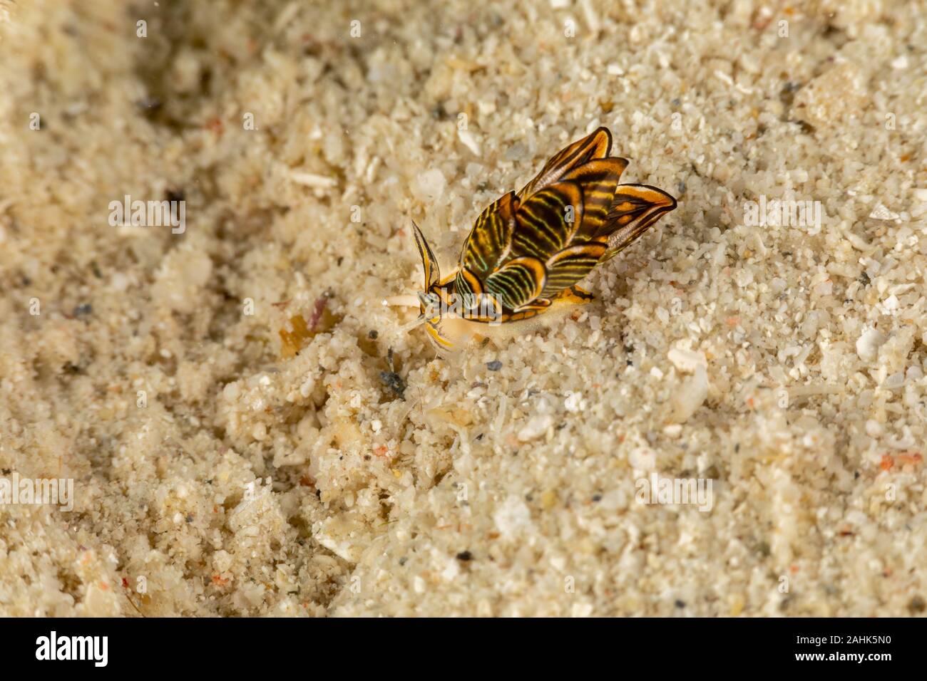 Black Linded Sapsucking Slug , Cyerce nigra Stock Photo - Alamy