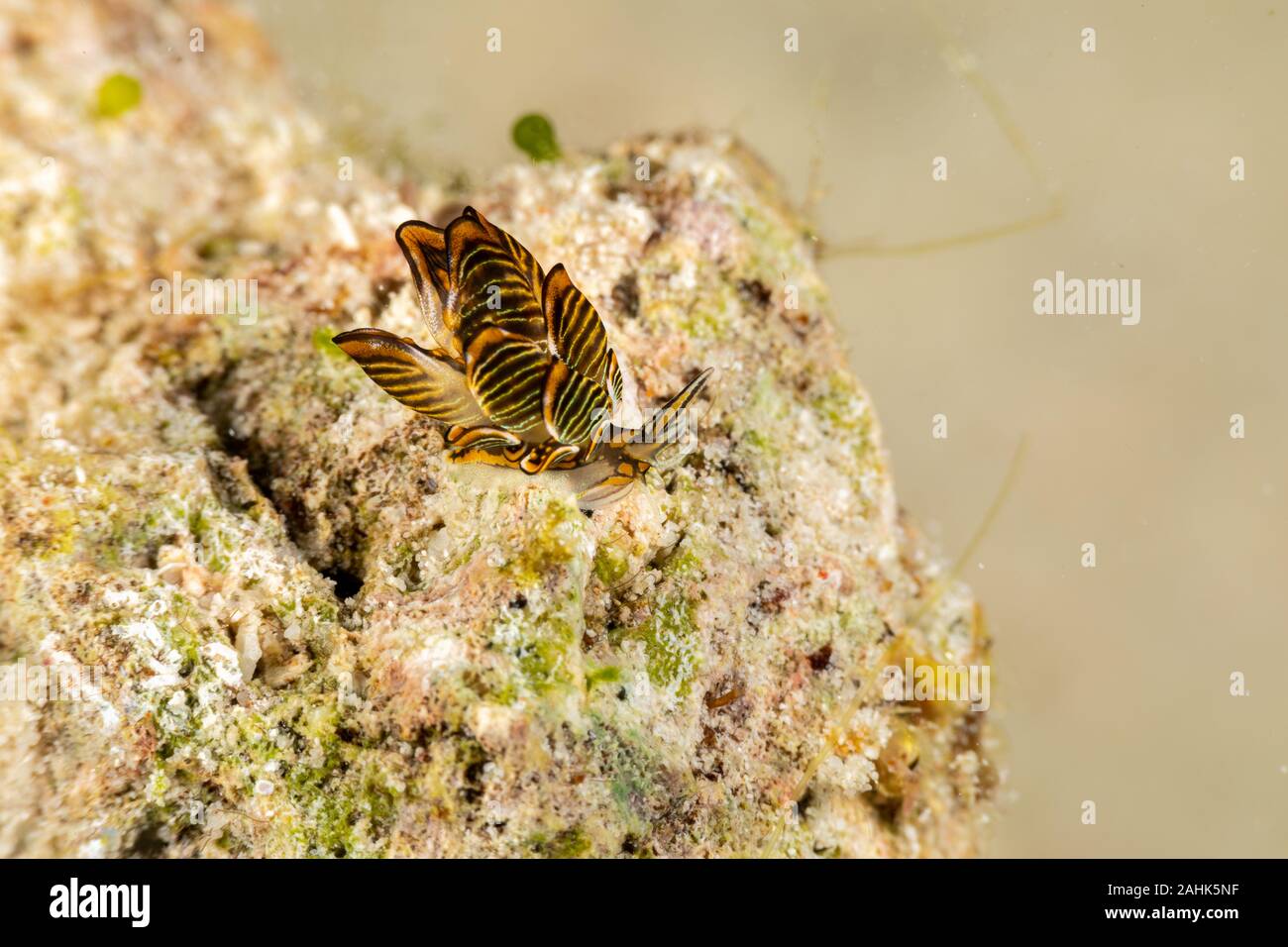 Black Linded Sapsucking Slug , Cyerce nigra Stock Photo - Alamy
