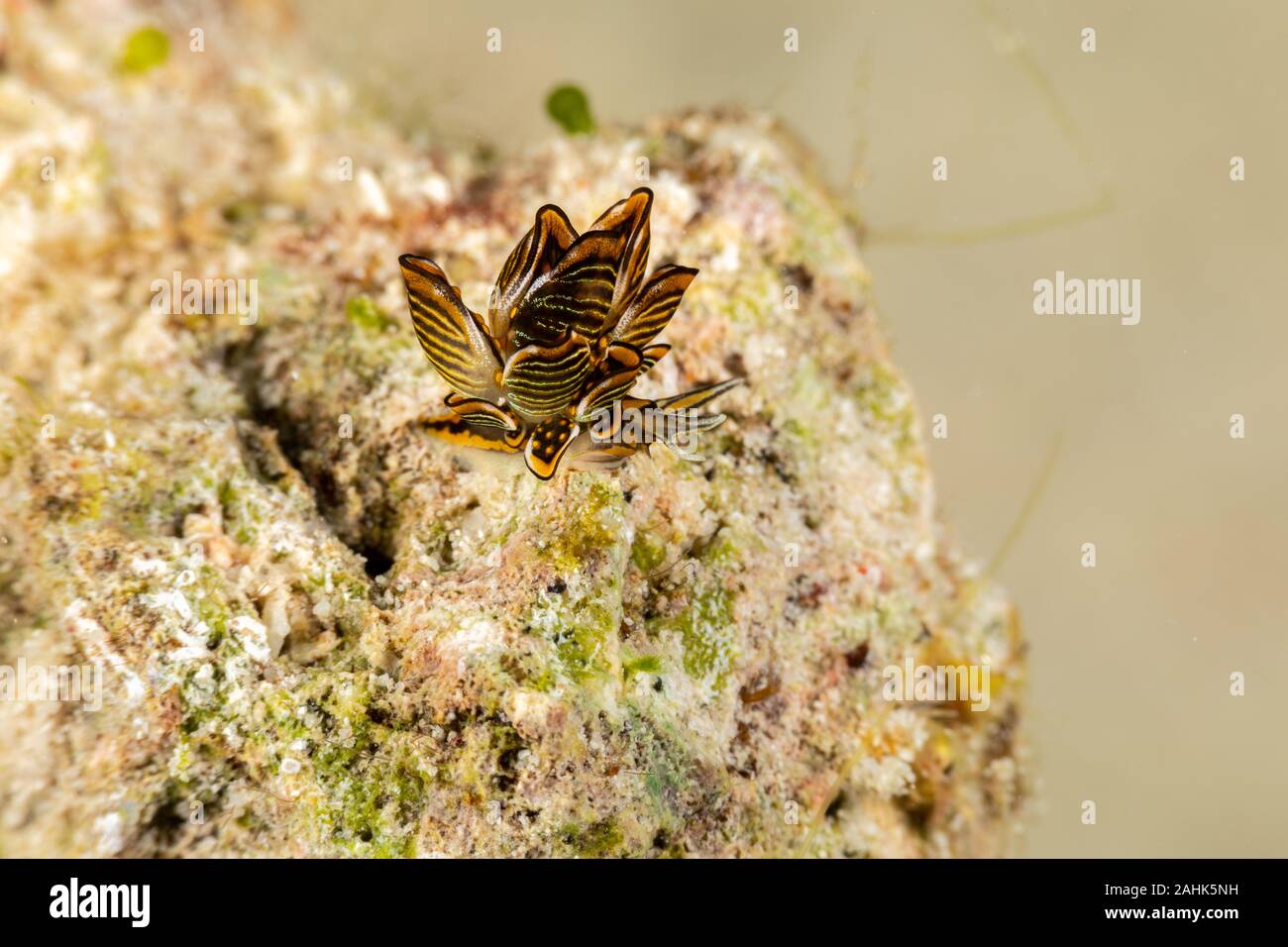 Black Linded Sapsucking Slug , Cyerce nigra Stock Photo - Alamy