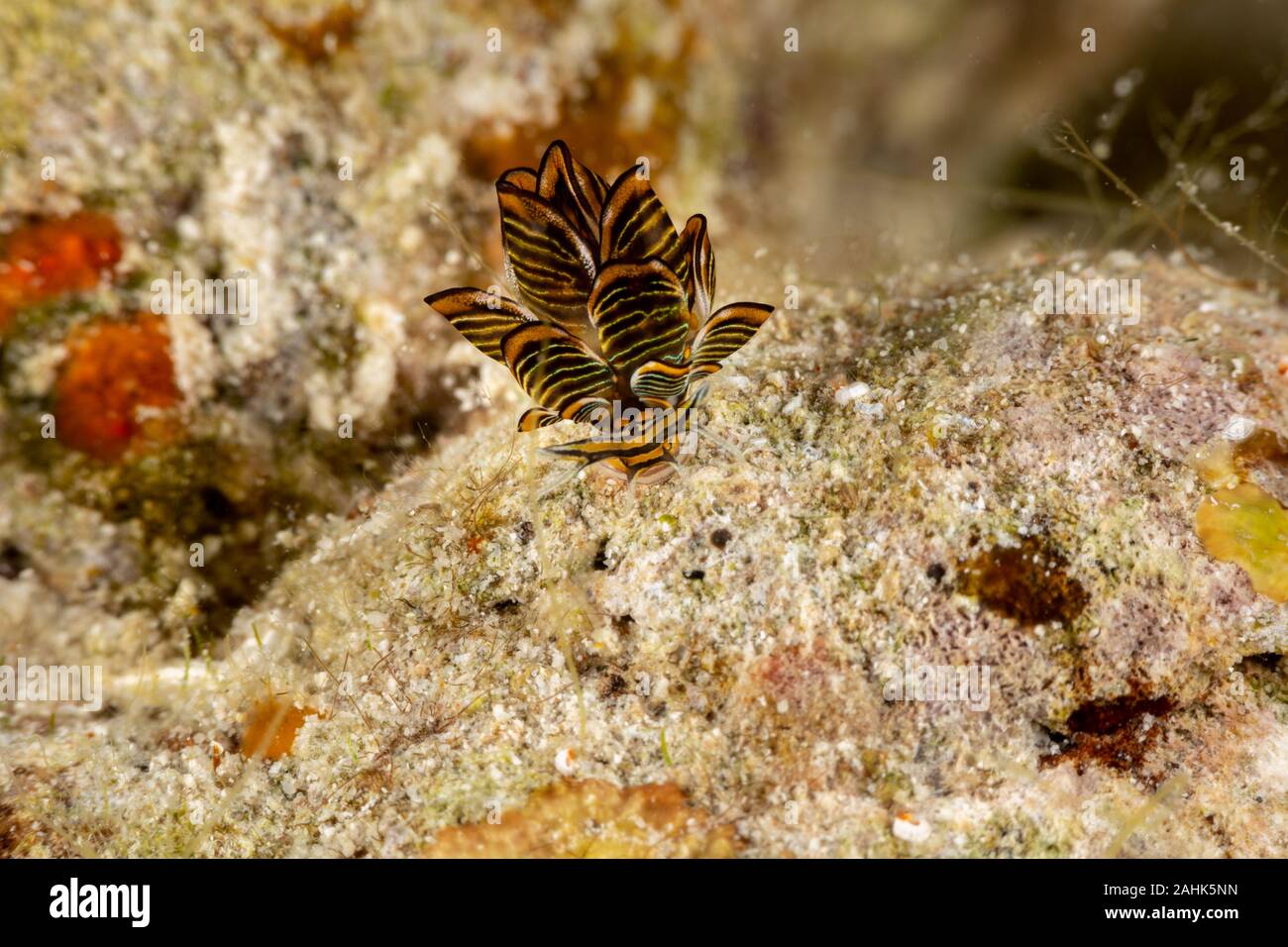 Black Linded Sapsucking Slug , Cyerce nigra Stock Photo - Alamy