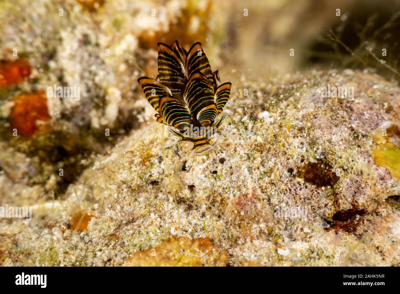 Butterfly nudibranch hi-res stock photography and images - Alamy