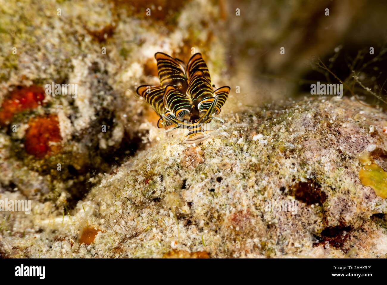Black Linded Sapsucking Slug , Cyerce nigra Stock Photo - Alamy