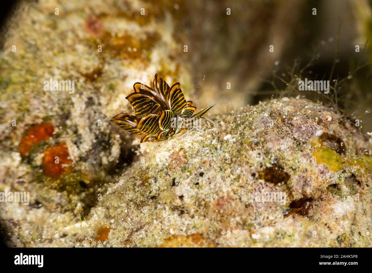 Black Linded Sapsucking Slug , Cyerce nigra Stock Photo - Alamy