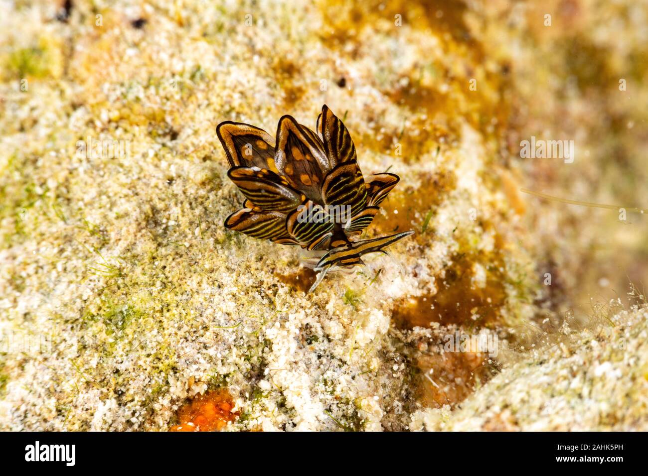 Black Linded Sapsucking Slug , Cyerce nigra Stock Photo - Alamy