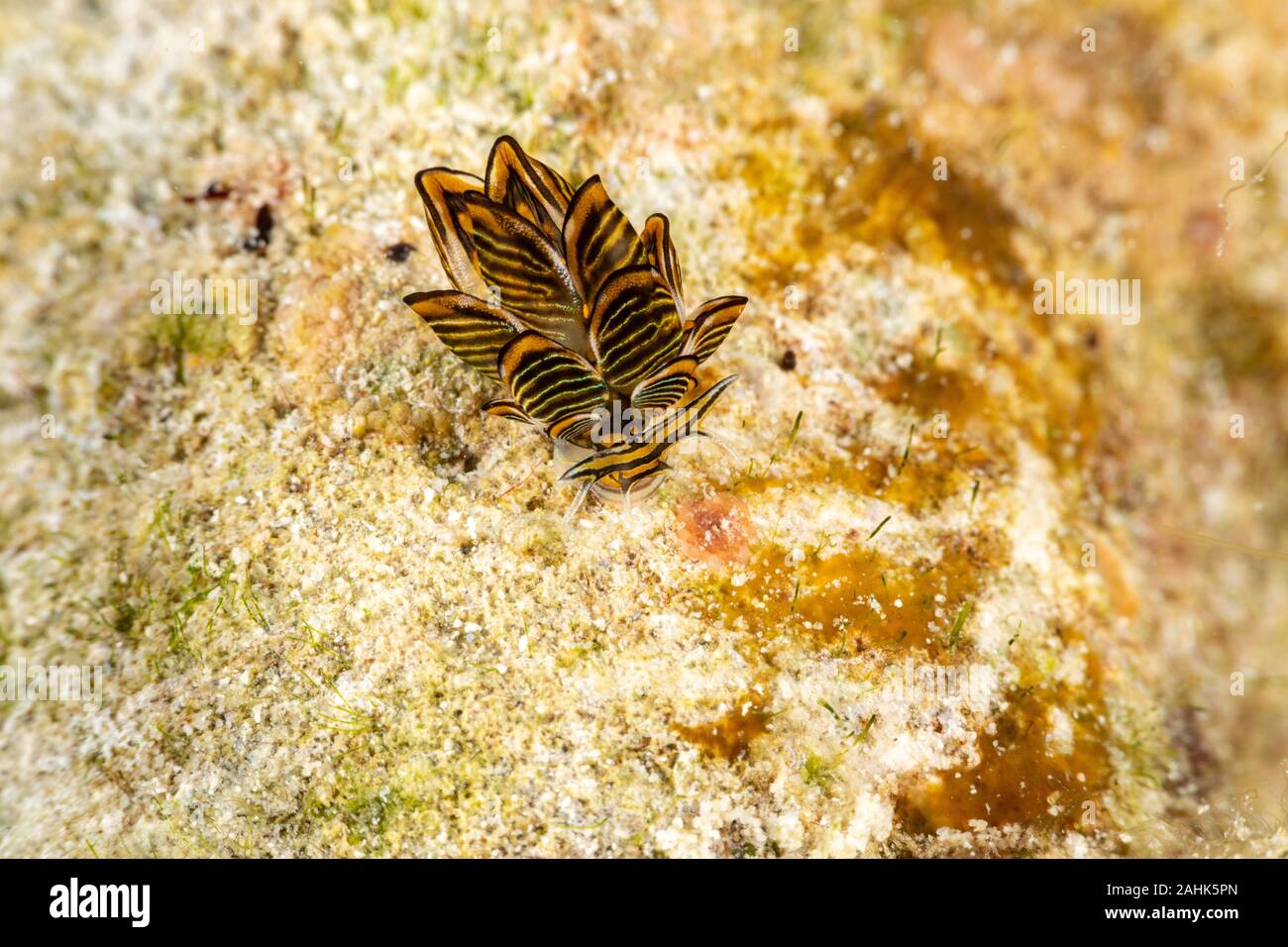 Black Linded Sapsucking Slug , Cyerce nigra Stock Photo - Alamy