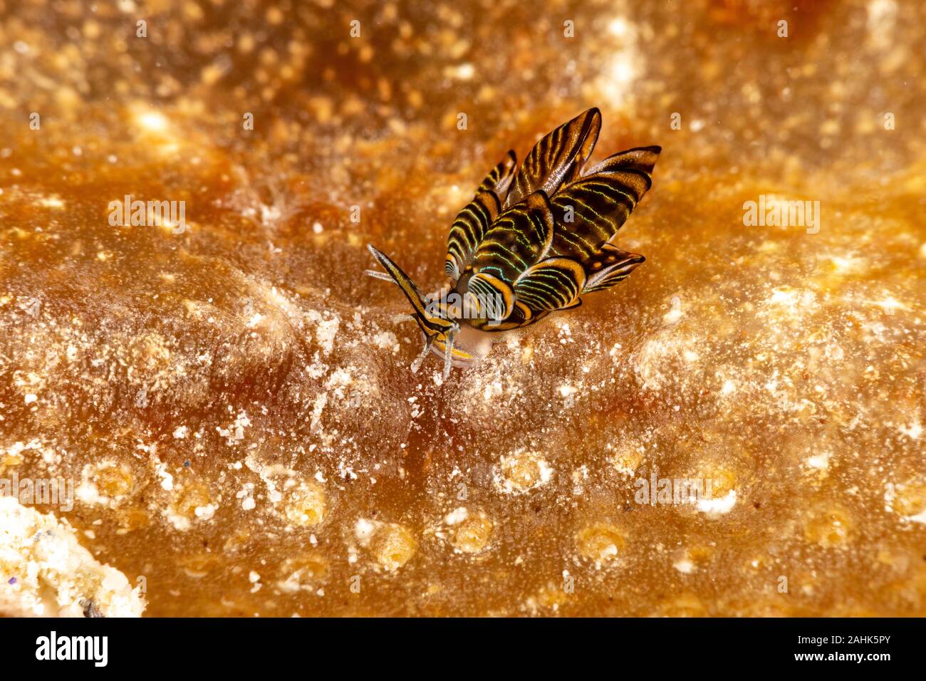 Black Linded Sapsucking Slug , Cyerce nigra Stock Photo - Alamy