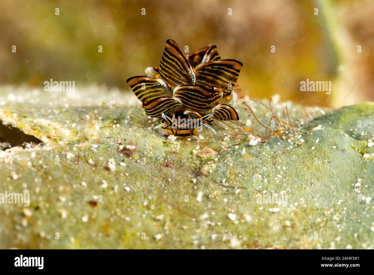 Black Linded Sapsucking Slug , Cyerce nigra Stock Photo - Alamy