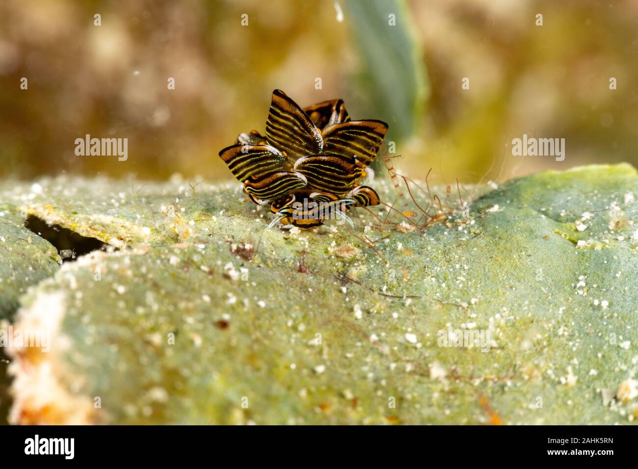 Black Linded Sapsucking Slug , Cyerce nigra Stock Photo - Alamy
