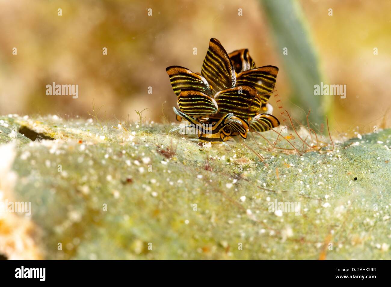 Black Linded Sapsucking Slug , Cyerce nigra Stock Photo - Alamy