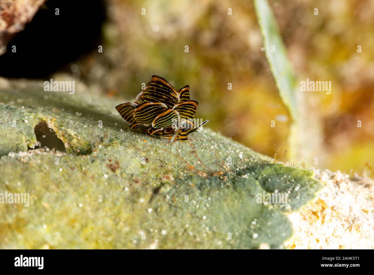 Black Linded Sapsucking Slug , Cyerce nigra Stock Photo - Alamy