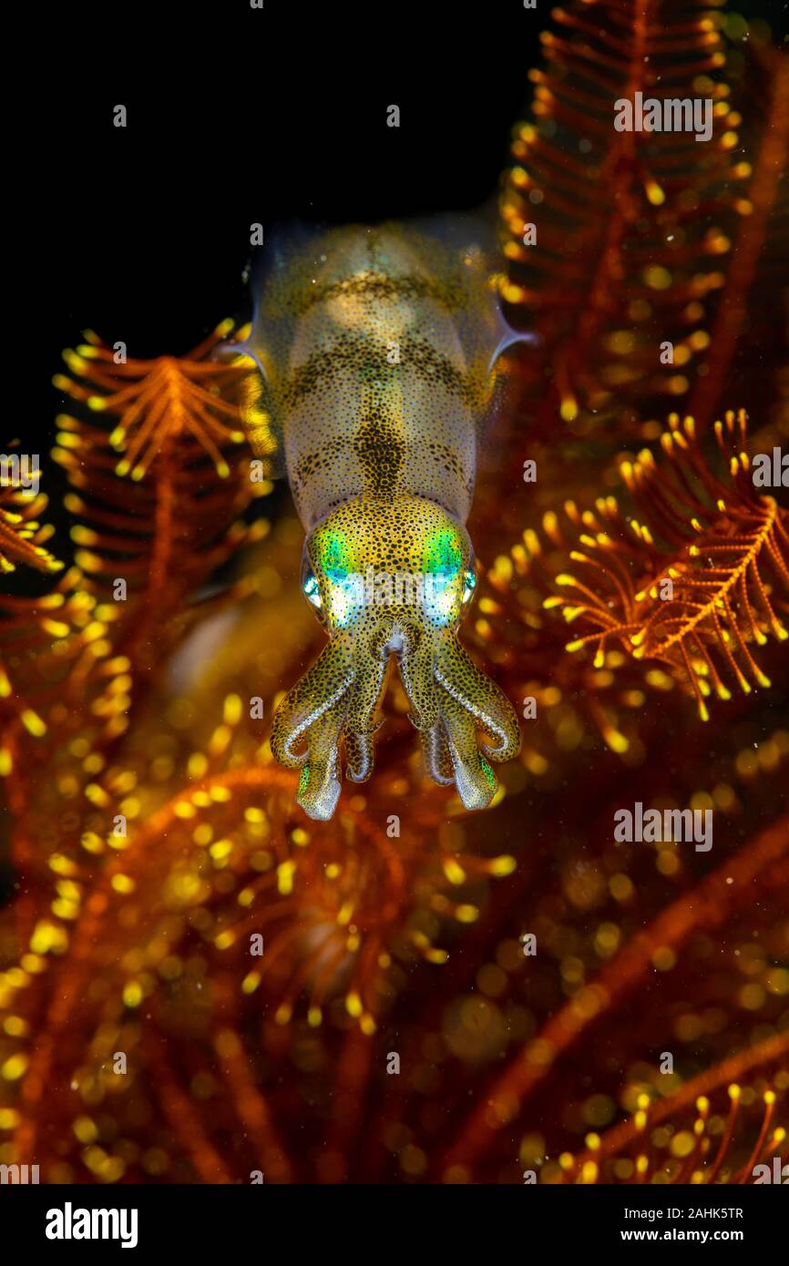 Bigfin reef squid, Sepioteuthis lessoniana during night dive Stock ...