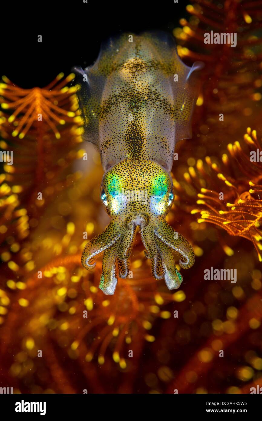 Bigfin reef squid, Sepioteuthis lessoniana during night dive Stock ...