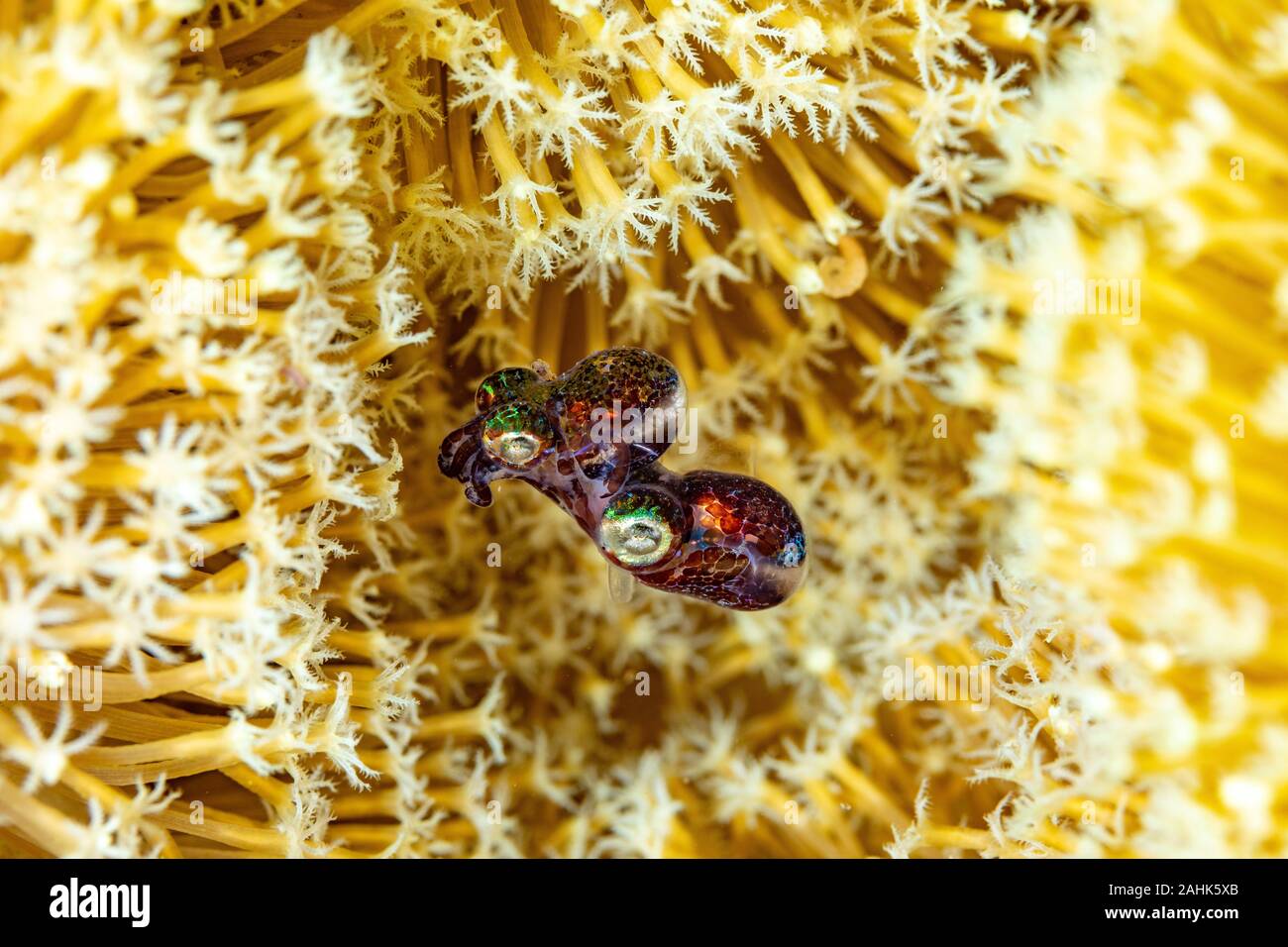 mating Bobtail squid (order Sepiolida) are a group of cephalopods ...