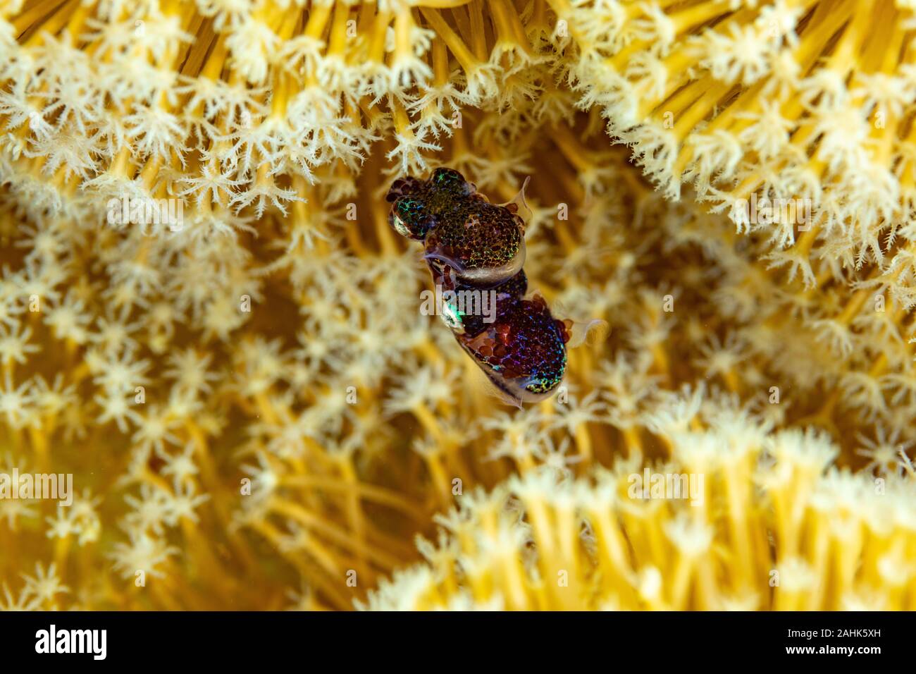 mating Bobtail squid (order Sepiolida) are a group of cephalopods ...
