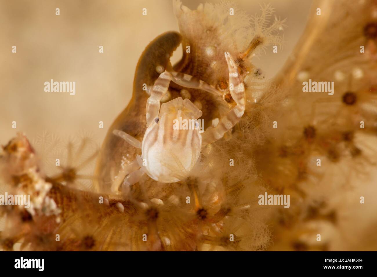 Porcelain crab on a sea anemone hi-res stock photography and images - Alamy
