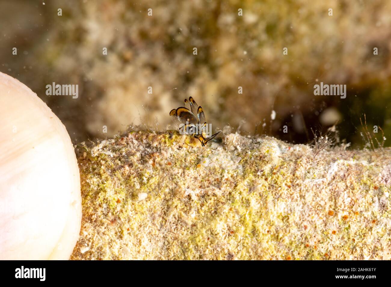Black Linded Sapsucking Slug , Cyerce nigra Stock Photo - Alamy