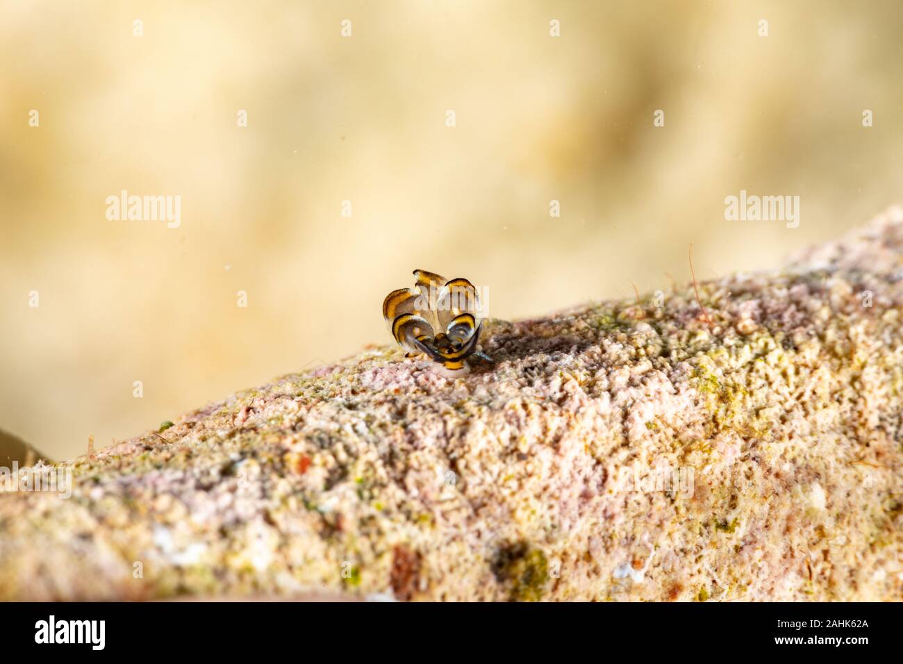 Black Linded Sapsucking Slug , Cyerce nigra Stock Photo - Alamy