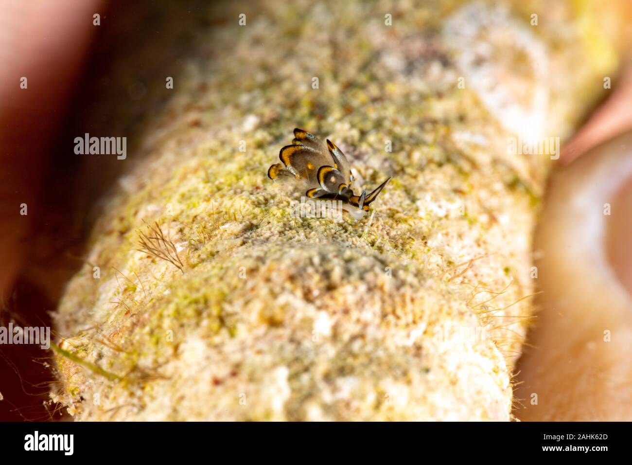 Black Linded Sapsucking Slug , Cyerce nigra Stock Photo - Alamy