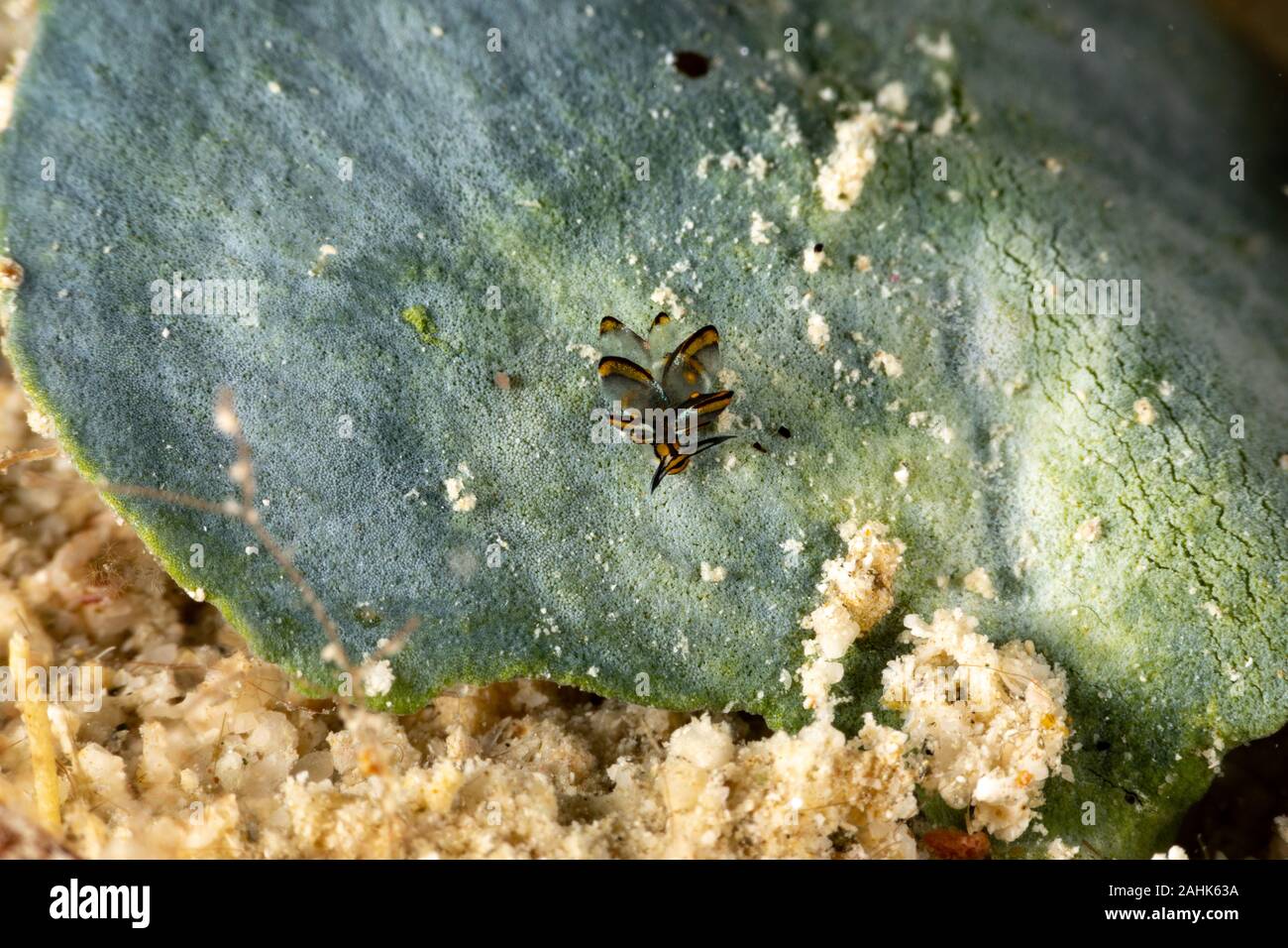Black Linded Sapsucking Slug , Cyerce nigra Stock Photo - Alamy