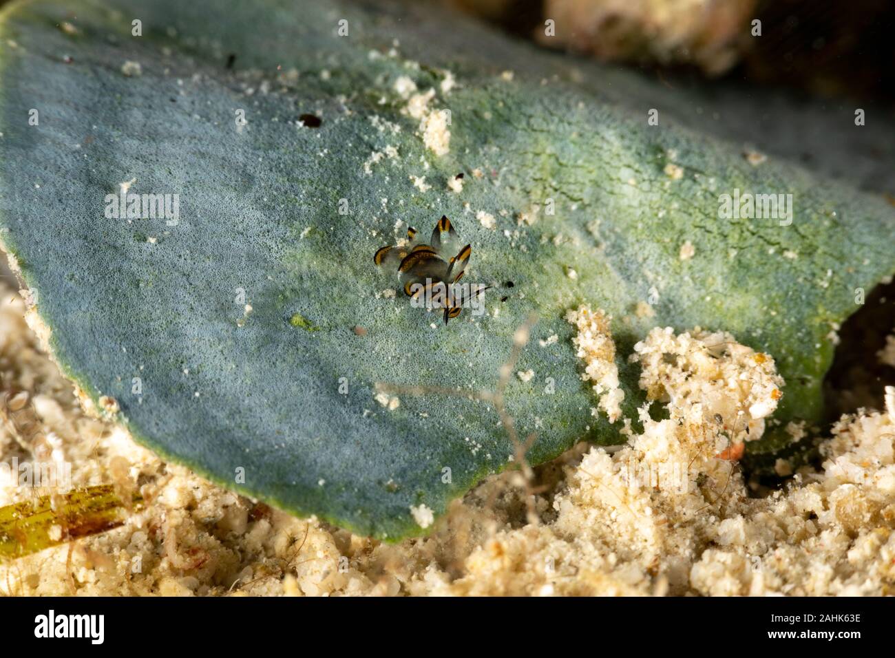 Black Linded Sapsucking Slug , Cyerce nigra Stock Photo - Alamy