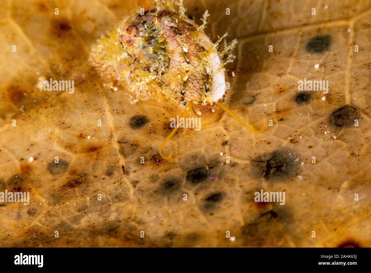 Yellow abalone crawling over leaf Stock Photo - Alamy