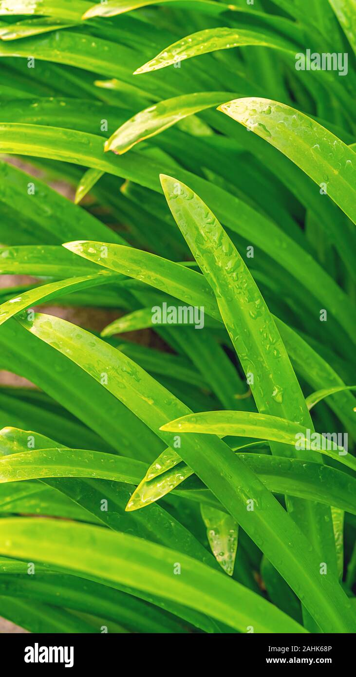 Fresh green pandan leaf growing in the garden texture background Stock ...