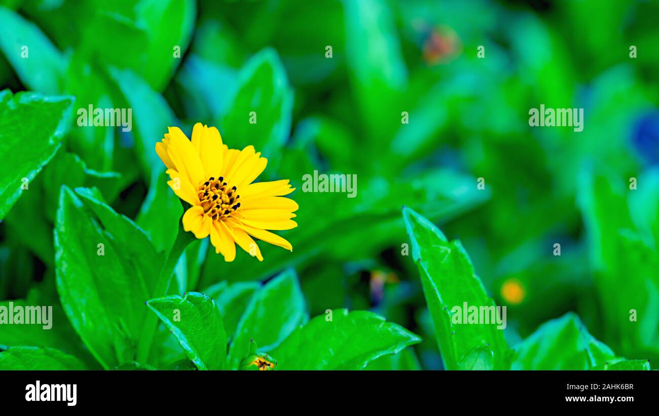 Fresh Daisy flower growing in the garden texture background Stock Photo ...