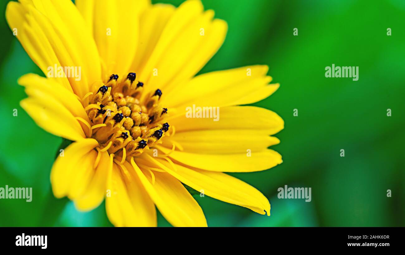 Fresh Daisy flower growing in the garden texture background Stock Photo ...
