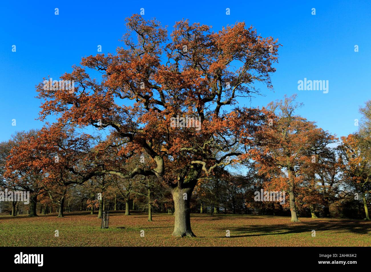 Autumn Oak tree, Burghley house, Elizabethan Stately Home on the border ...