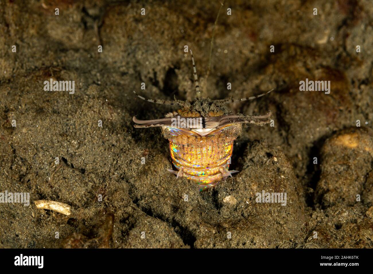 Sand worm monster hi-res stock photography and images - Alamy