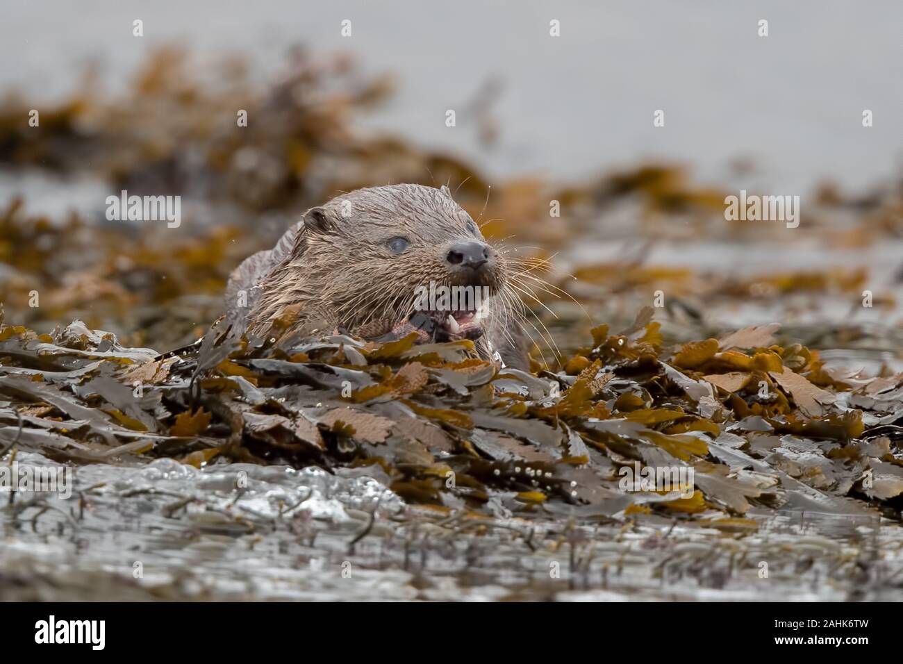 Otter in Seaweed Stock Photo - Alamy