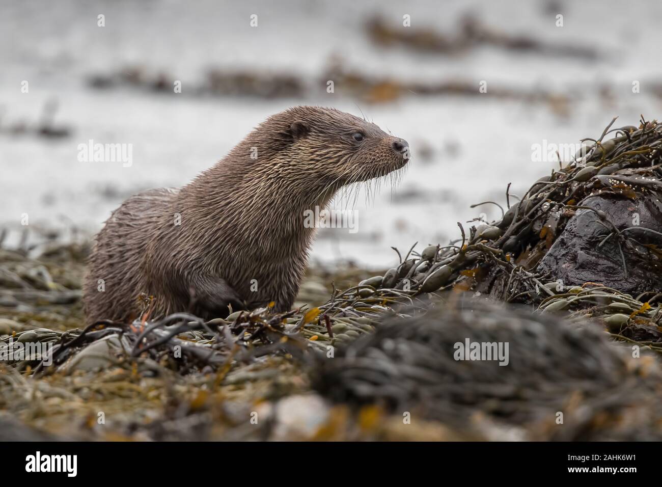 Otter in Seaweed Stock Photo - Alamy