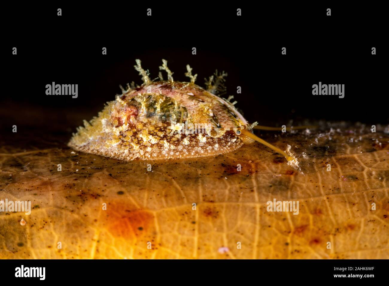 Yellow abalone crawling over leaf Stock Photo - Alamy