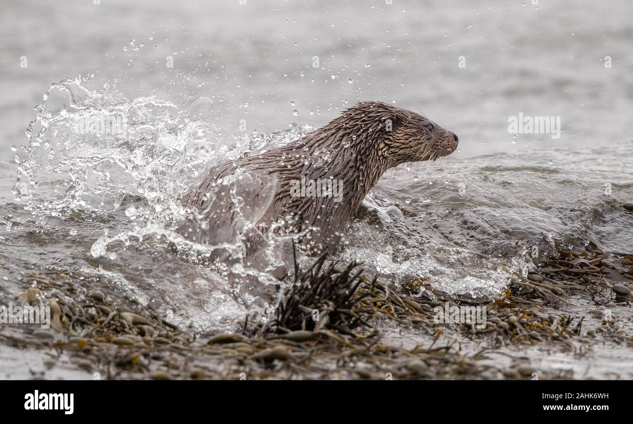Otter in Seaweed Stock Photo - Alamy