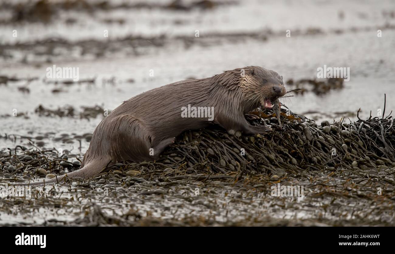 Otter in Seaweed Stock Photo - Alamy