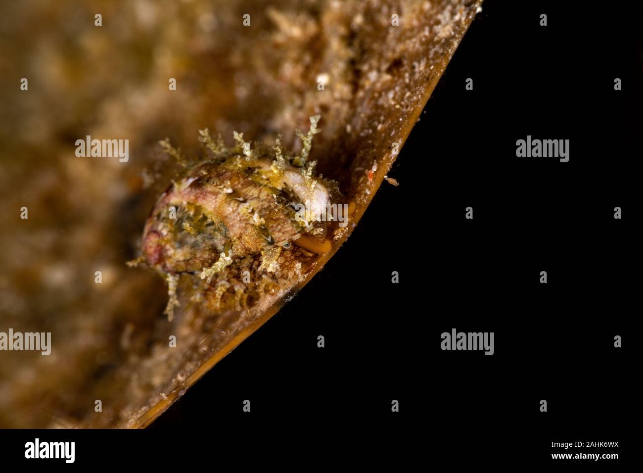 Yellow abalone crawling over leaf Stock Photo - Alamy